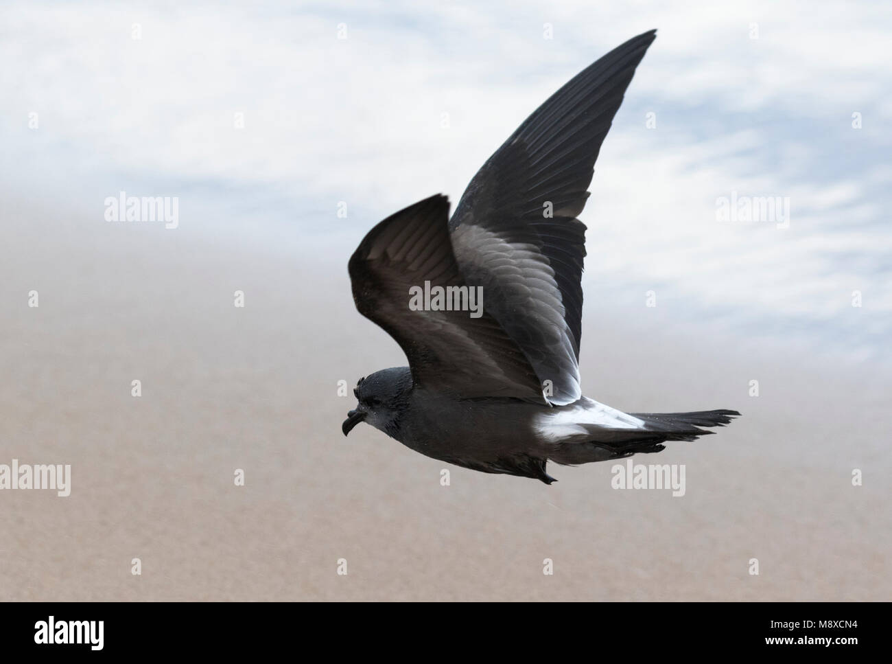 Leach's Storm Petrel (Hydrobates leucorhoa) flying over an English ...
