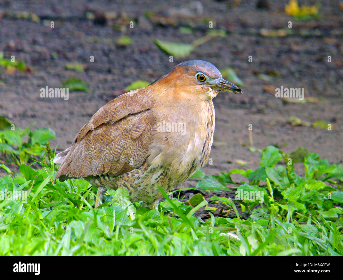 Indische Kwak, Malayan Night-Heron Stock Photo - Alamy