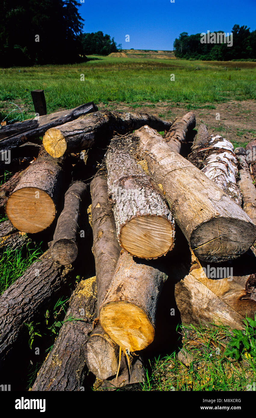 Ancient woodland uk deforestation hi-res stock photography and images ...