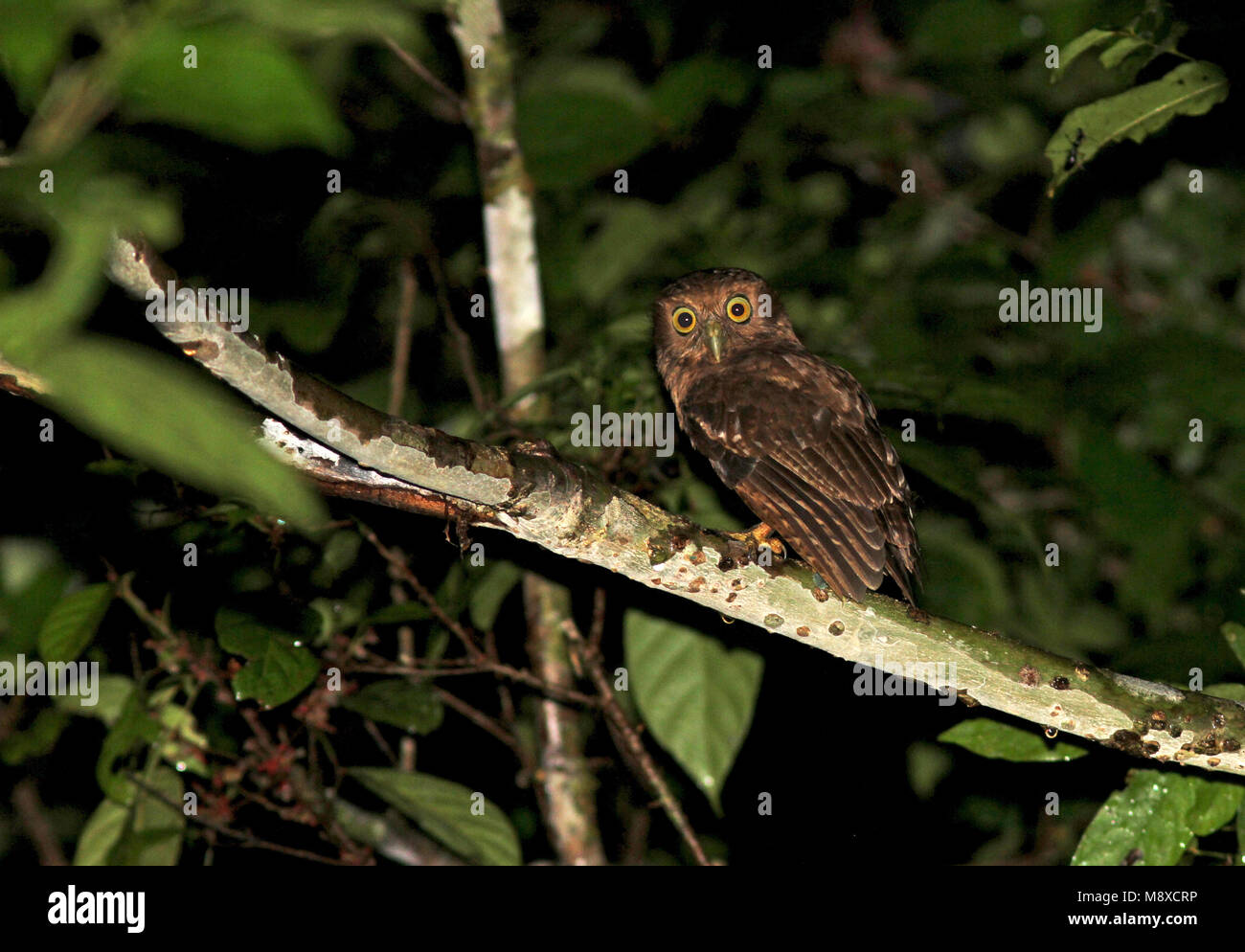 Ninox spilocephala hi-res stock photography and images - Alamy