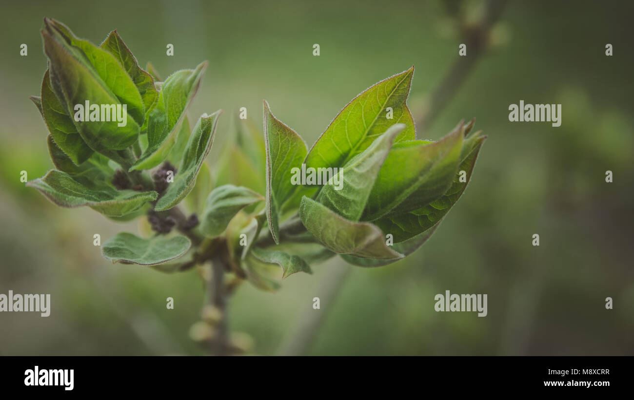 Closeup of purple lilac (syringa vulgaris) buds and leaves in the ...