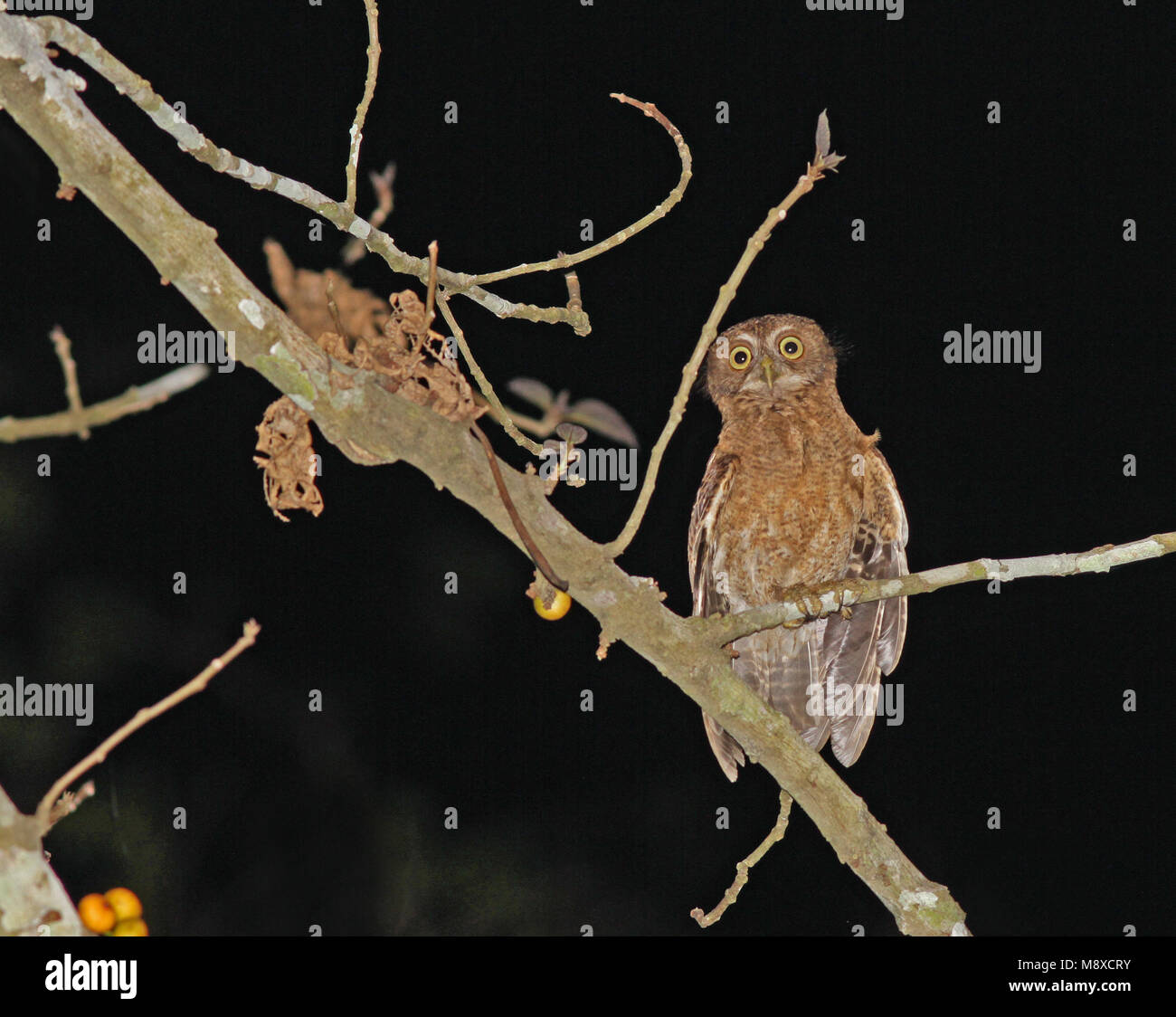 Mindoro boobook hi-res stock photography and images - Alamy