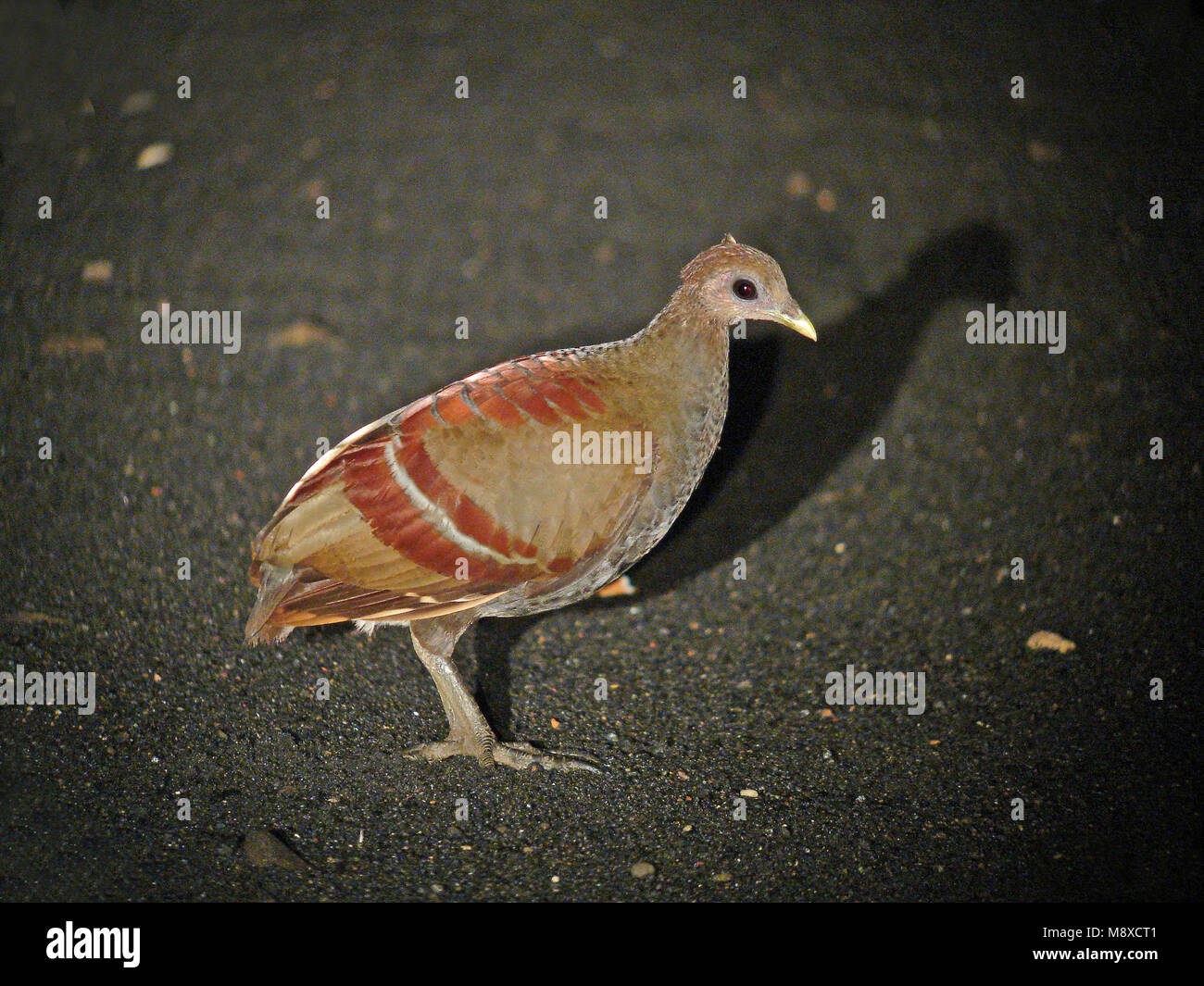 Eulipoa wallacei hi-res stock photography and images - Alamy