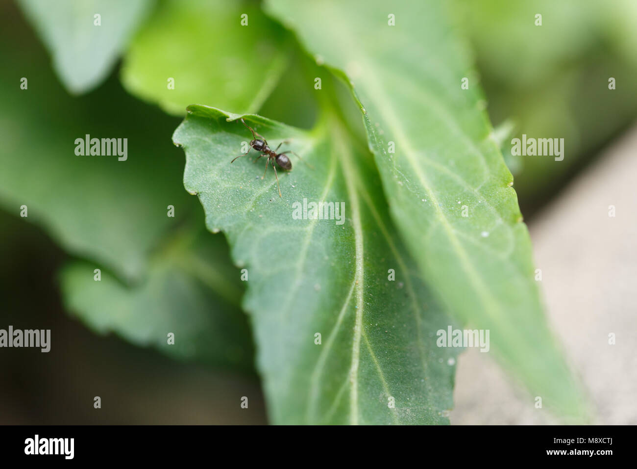 An ant is on a green leaf Stock Photo - Alamy
