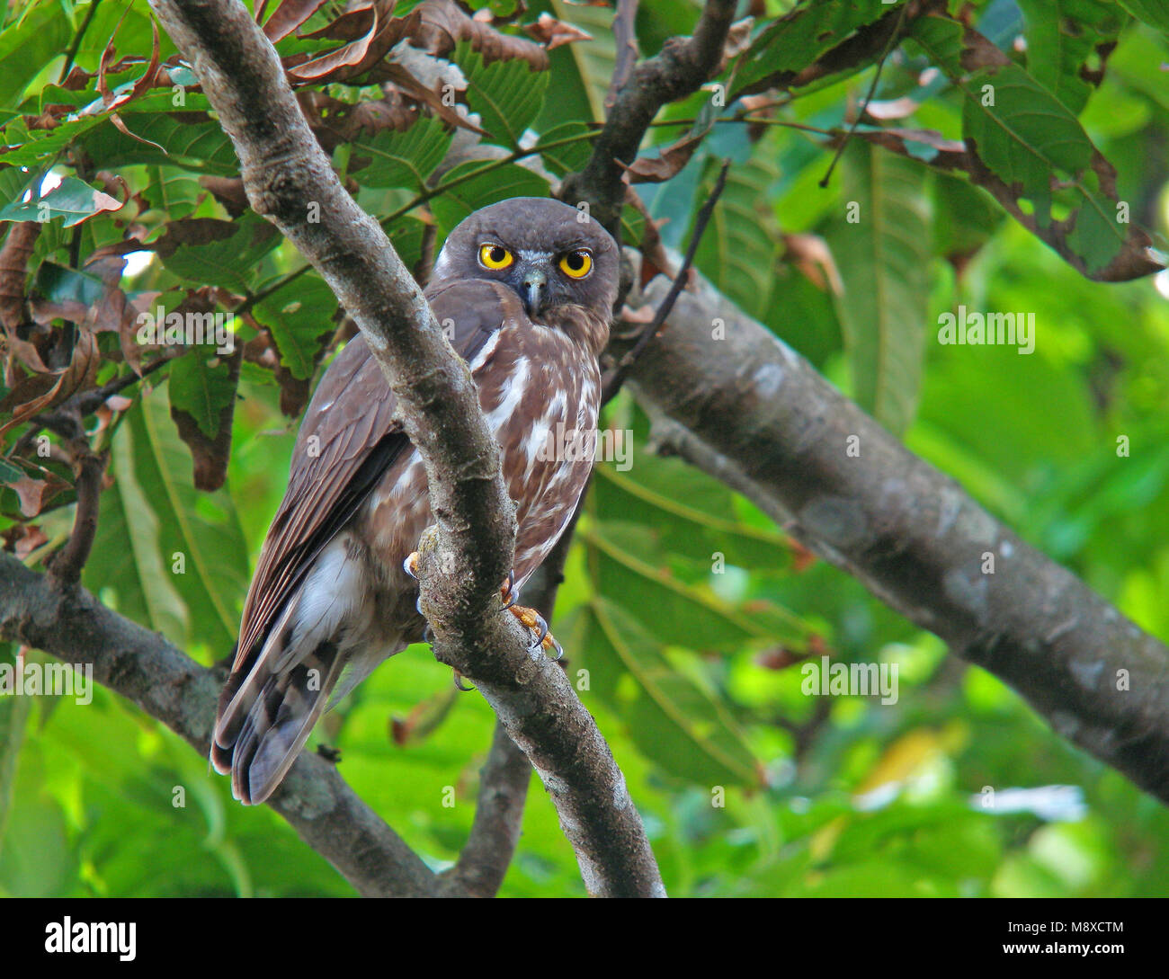 Noord-Aziatische Valkuil, Northern Boobook Stock Photo - Alamy