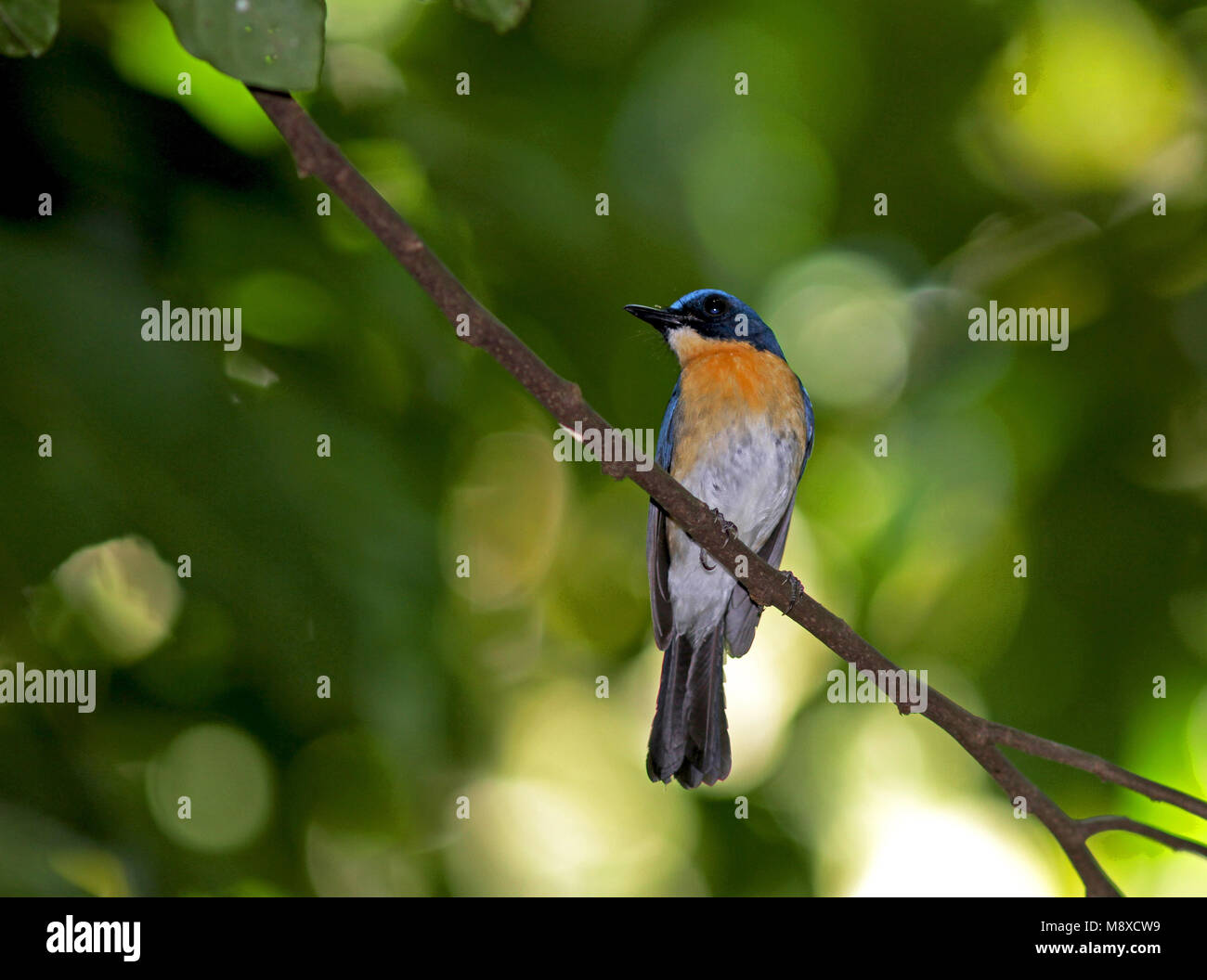 Palawan flycatcher hi-res stock photography and images - Alamy
