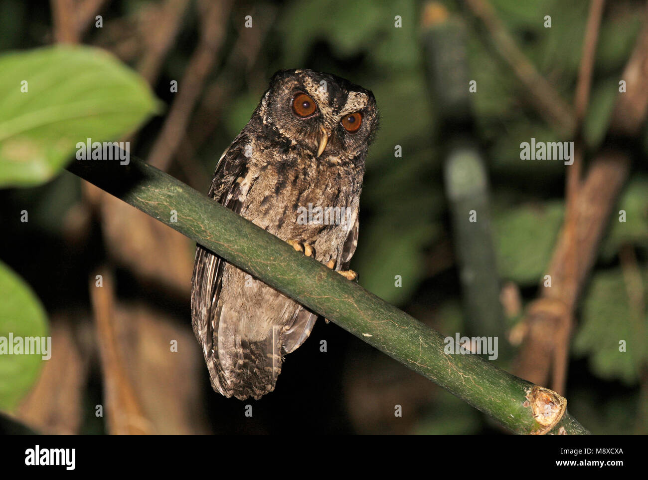 Palawandwergooruil, Palawan Scops-Owl Stock Photo - Alamy