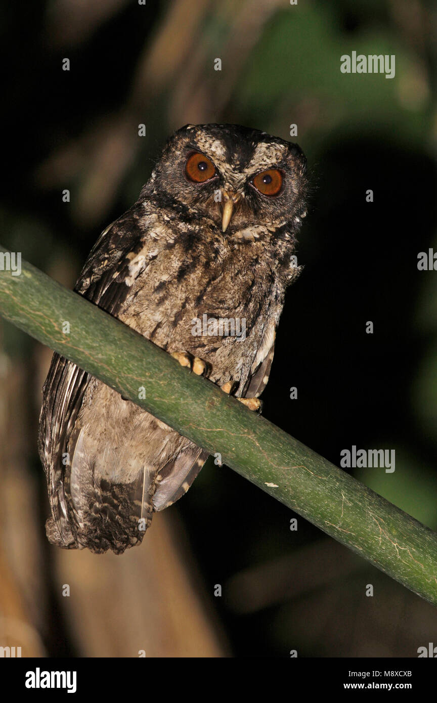 Palawandwergooruil, Palawan Scops-Owl Stock Photo - Alamy