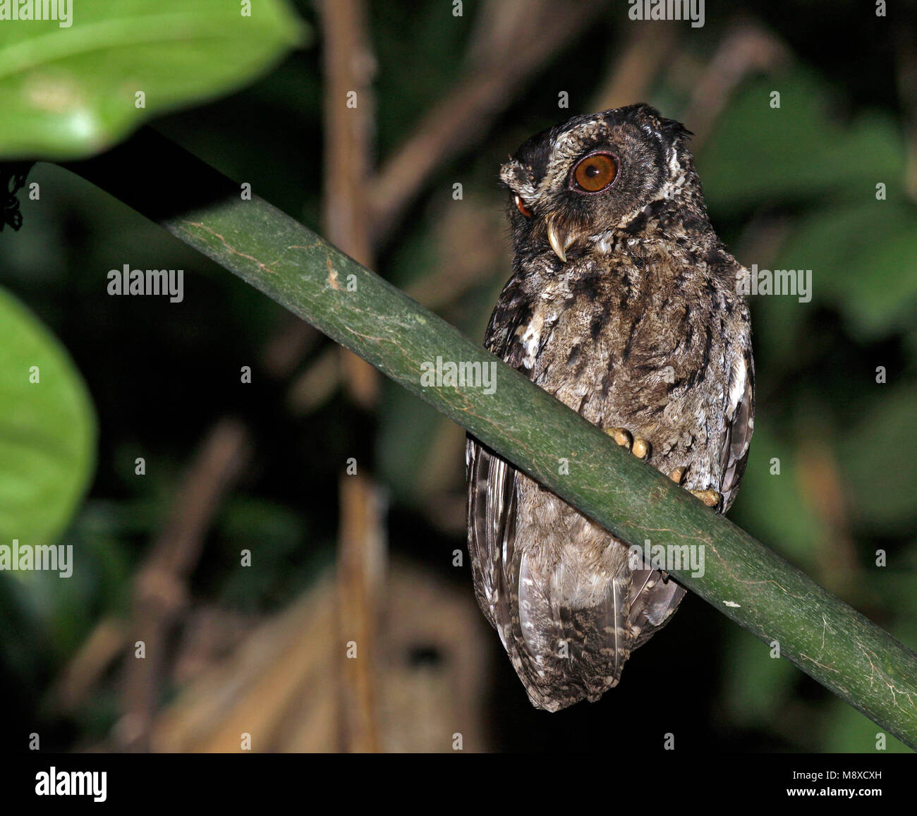 Otus fuliginosus hi-res stock photography and images - Alamy