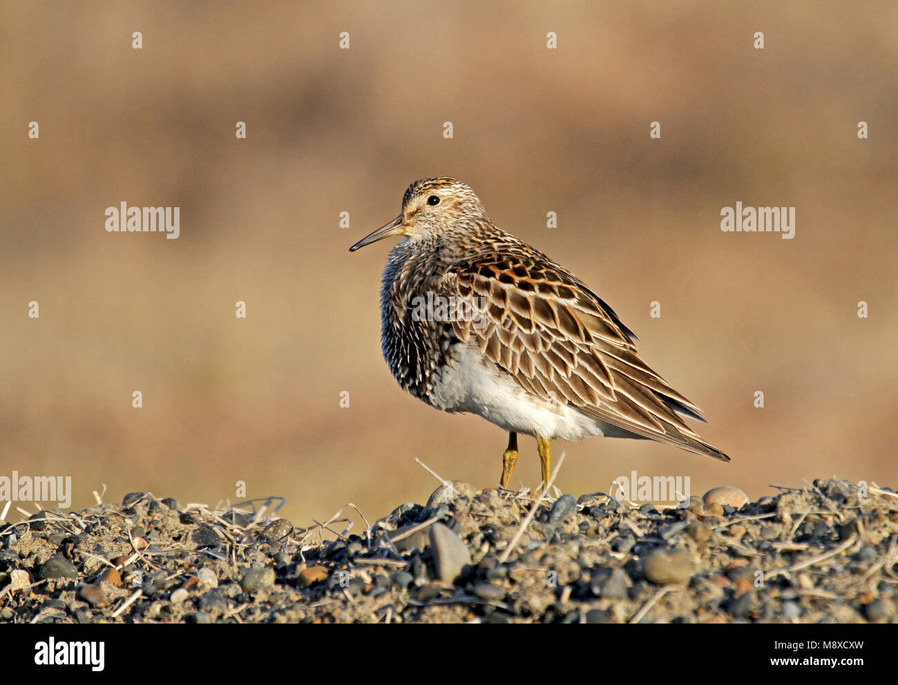Zomerkleed Gestreepte Strandloper, Pectoral Sandpiper in summerplumage ...