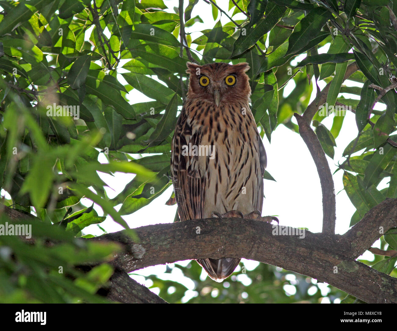 Filippijnse Oehoe zittend in boom, Philippine Eagle-Owl perched in tree ...