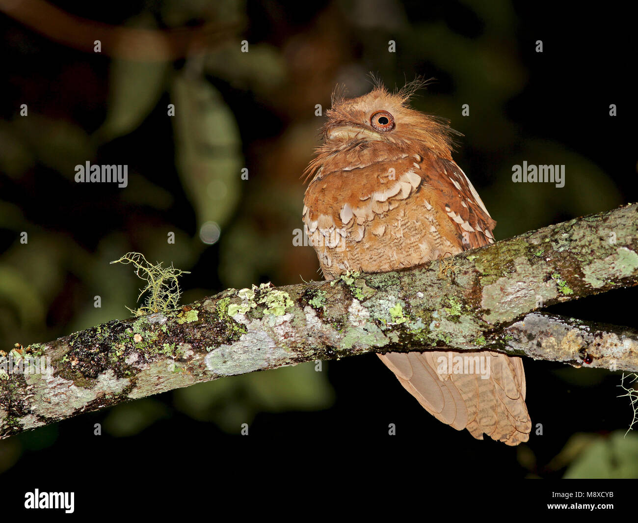 Frogmouth batrachostomus hi-res stock photography and images - Alamy