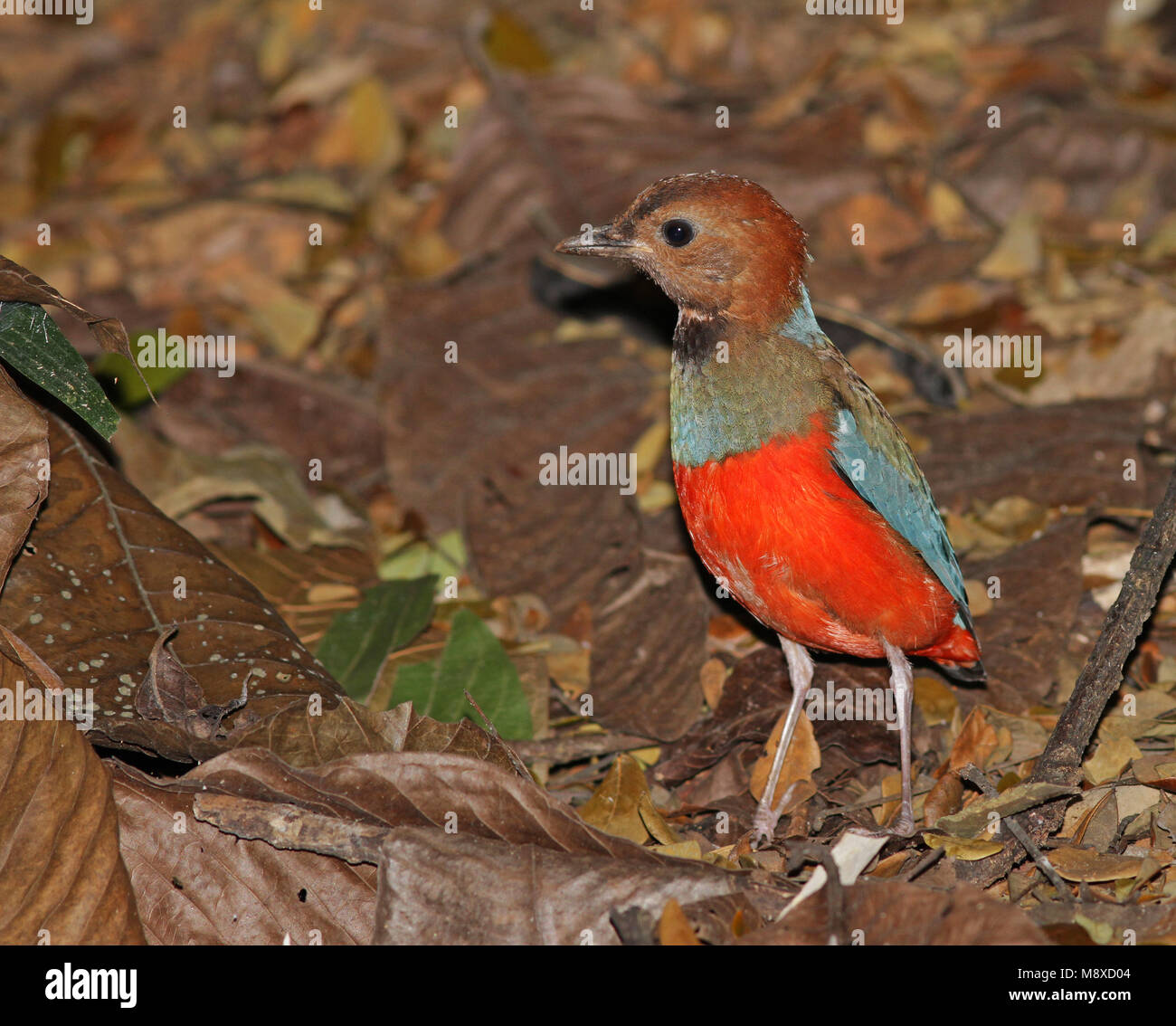 Pitta of philippines hi-res stock photography and images - Alamy