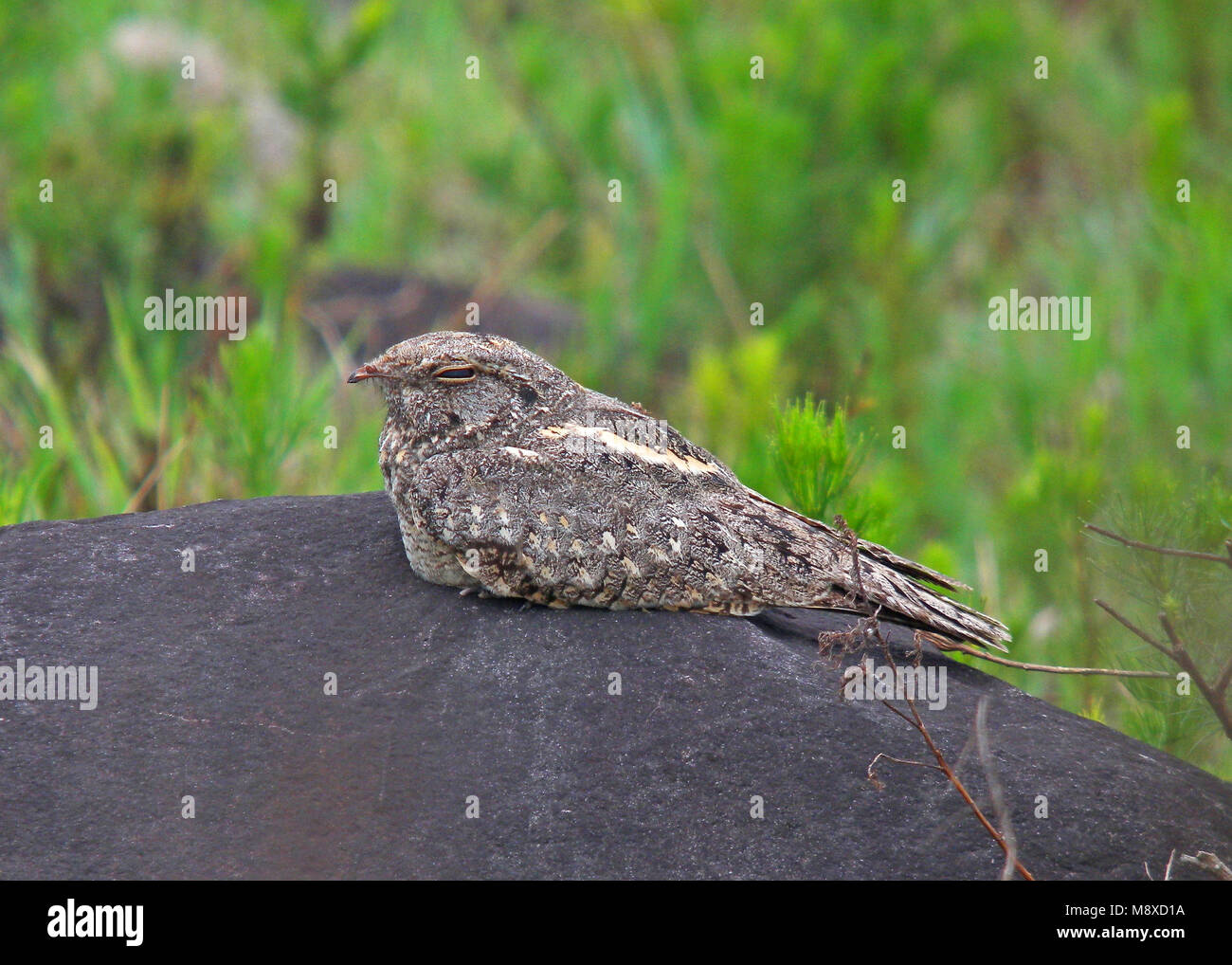 Savanna nightjar hi-res stock photography and images - Alamy