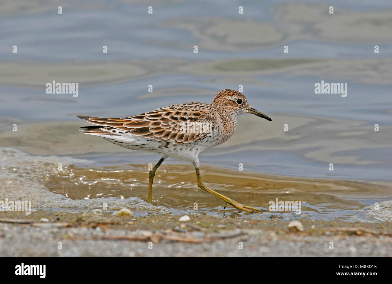 Adulte Siberische Strandloper, Adult Sharp-tailed Sandpiper Stock Photo ...
