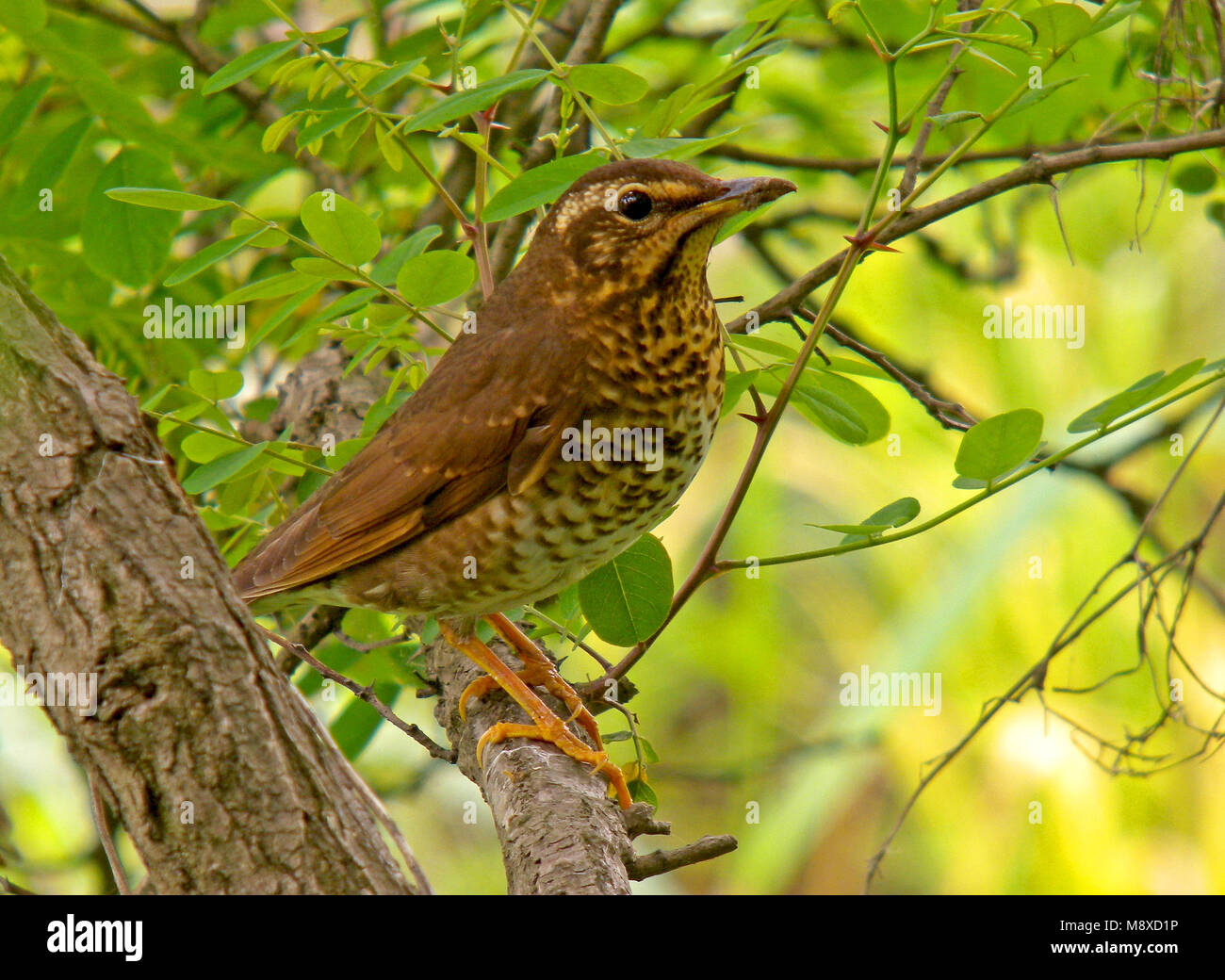 Female thrush hi-res stock photography and images - Alamy