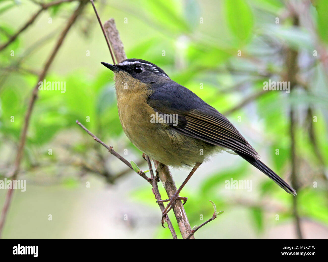 Female robin hi-res stock photography and images - Alamy