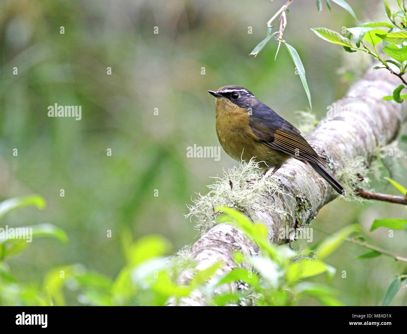 Female robin hi-res stock photography and images - Alamy
