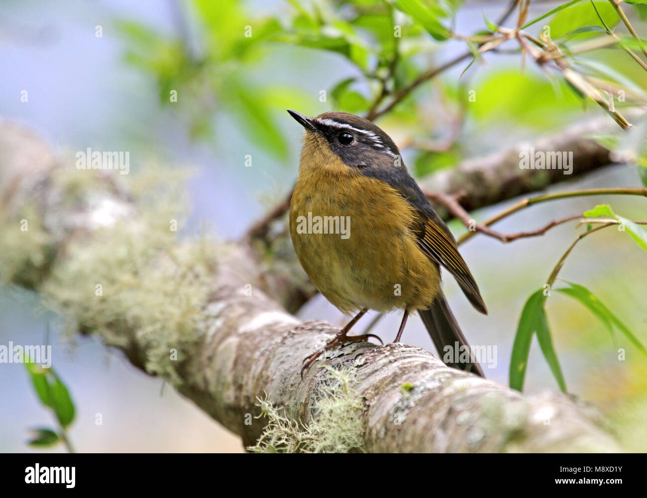 Female robin hi-res stock photography and images - Alamy