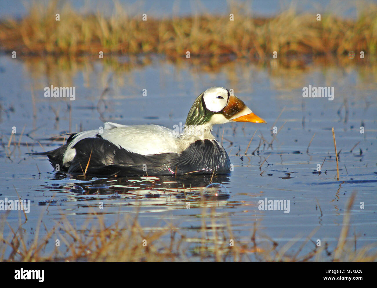 Man vs bird hi-res stock photography and images - Alamy
