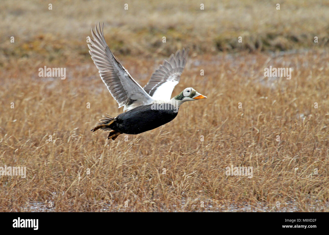 Man vs bird hi-res stock photography and images - Alamy