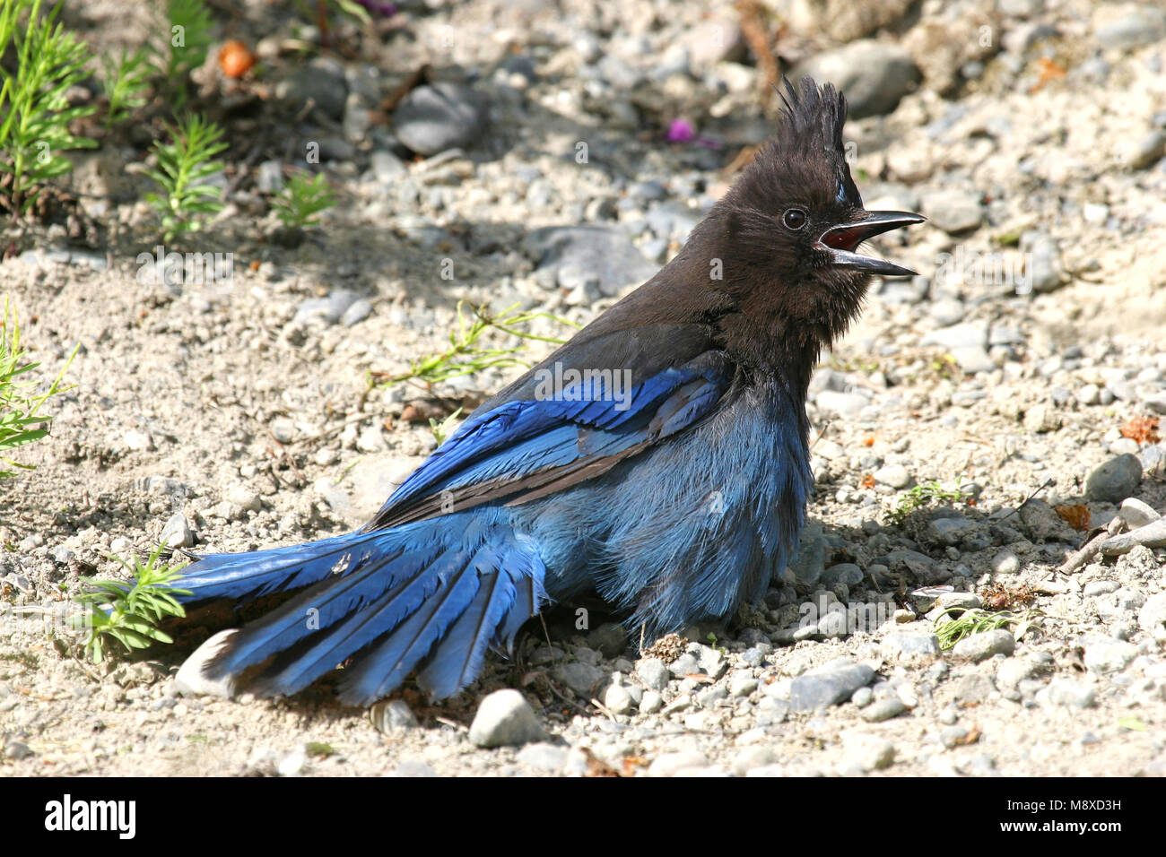 Stellers Gaai roepend, Steller's Jay calling Stock Photo - Alamy