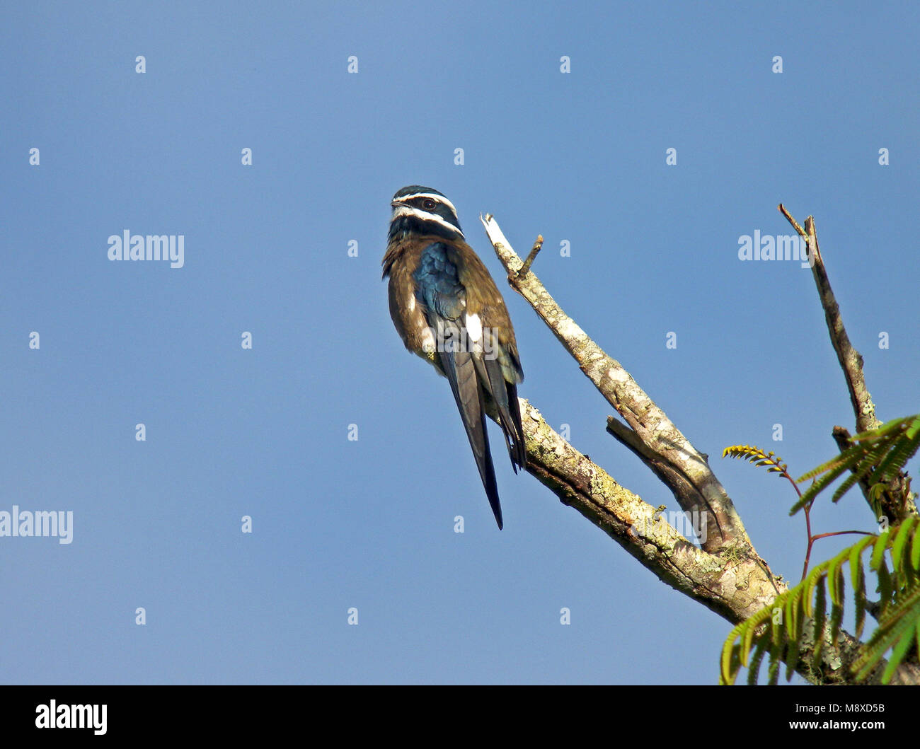 Hemiprocne mystacea hi-res stock photography and images - Alamy
