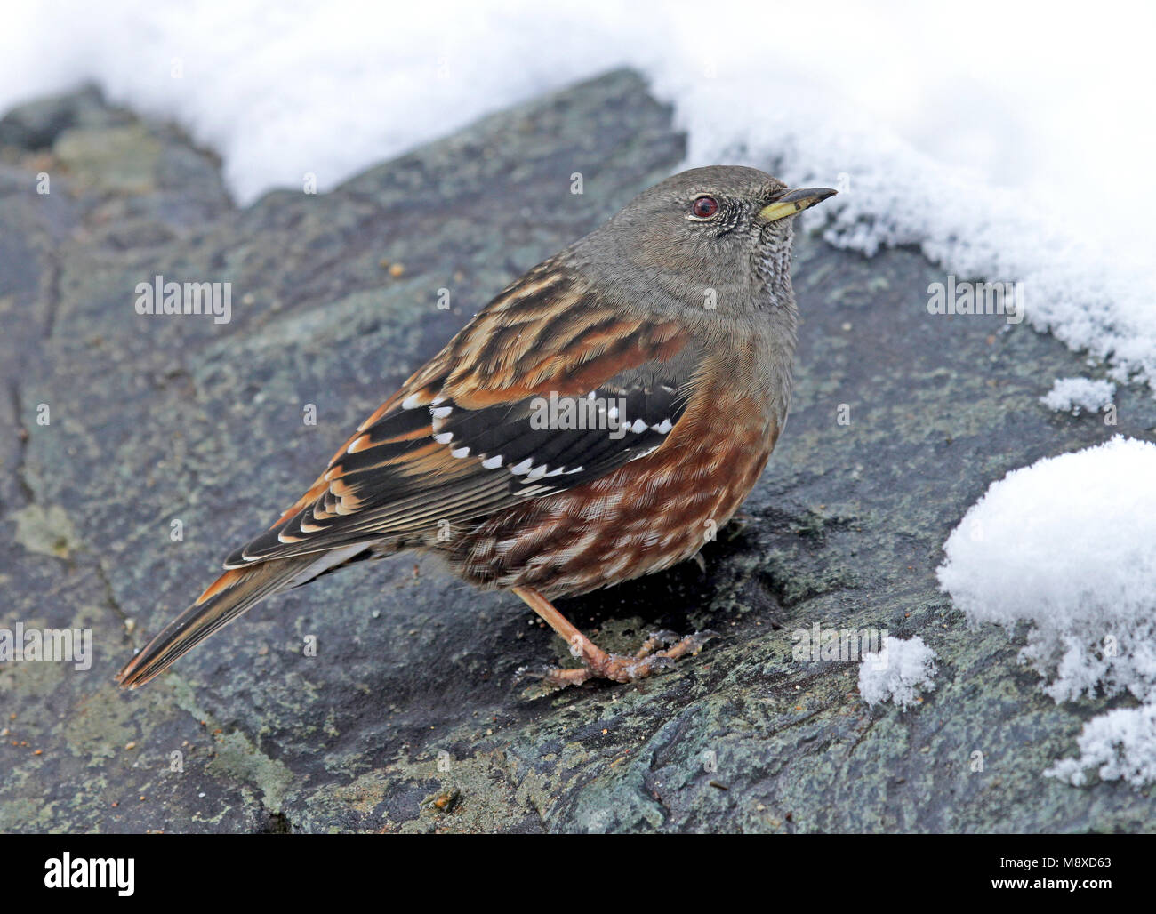 Alpenheggemus hi-res stock photography and images - Alamy