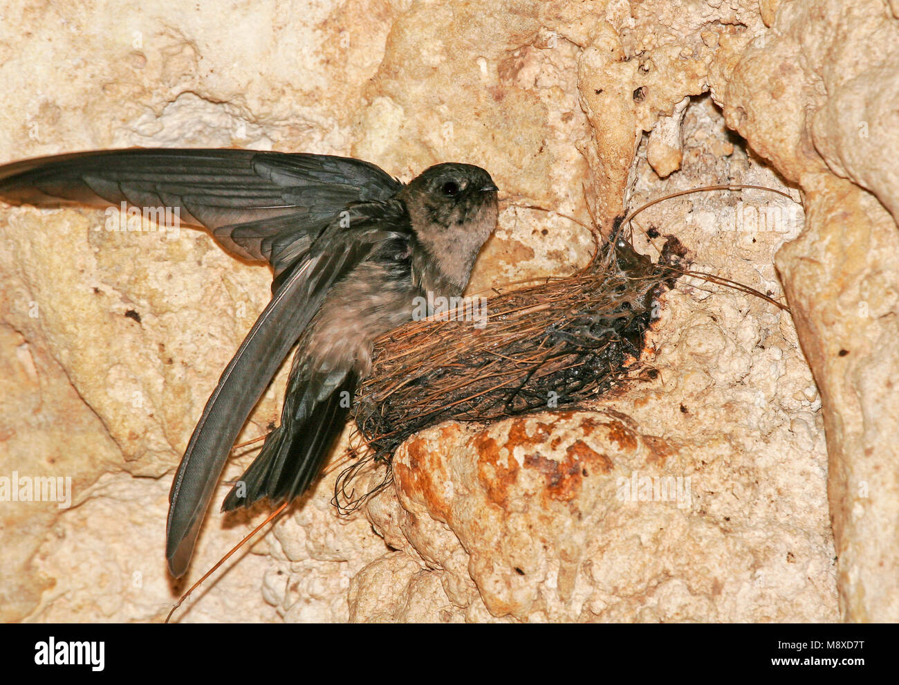 Swiftlet bird nest hi-res stock photography and images - Alamy