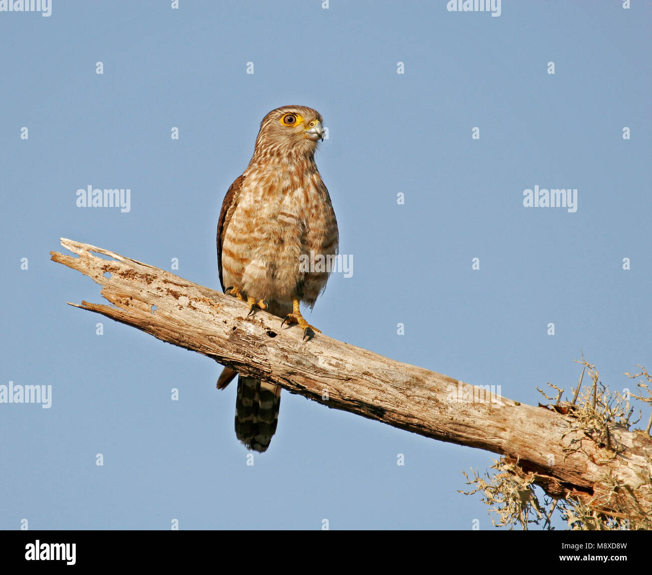 Gebandeerde torenvalk, Banded kestrel Stock Photo - Alamy