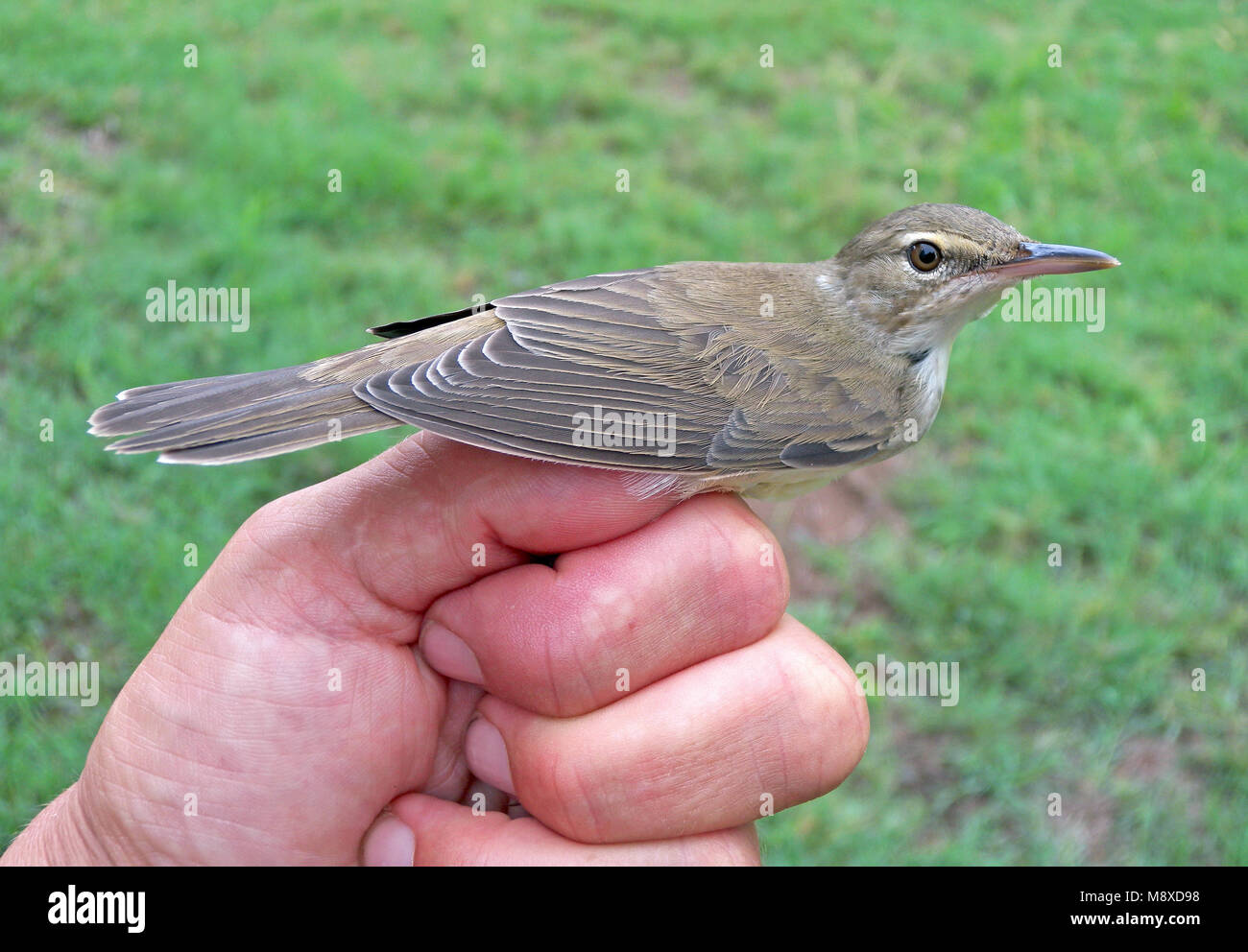 Basrakarekiet gevangen, Basra reed warbler trapped Stock Photo - Alamy
