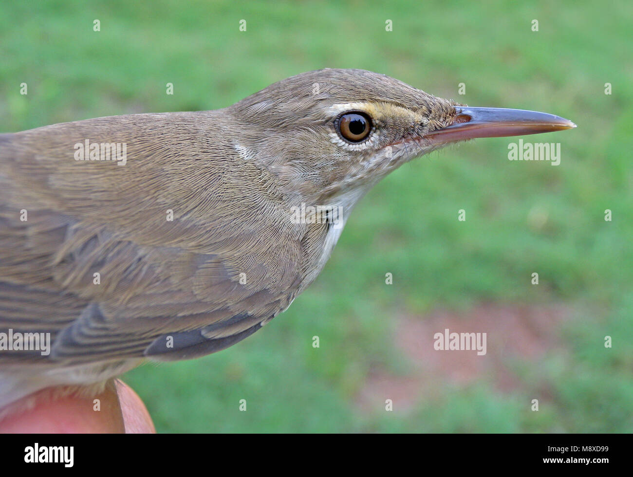 Basrakarekiet gevangen, Basra reed warbler trapped Stock Photo - Alamy