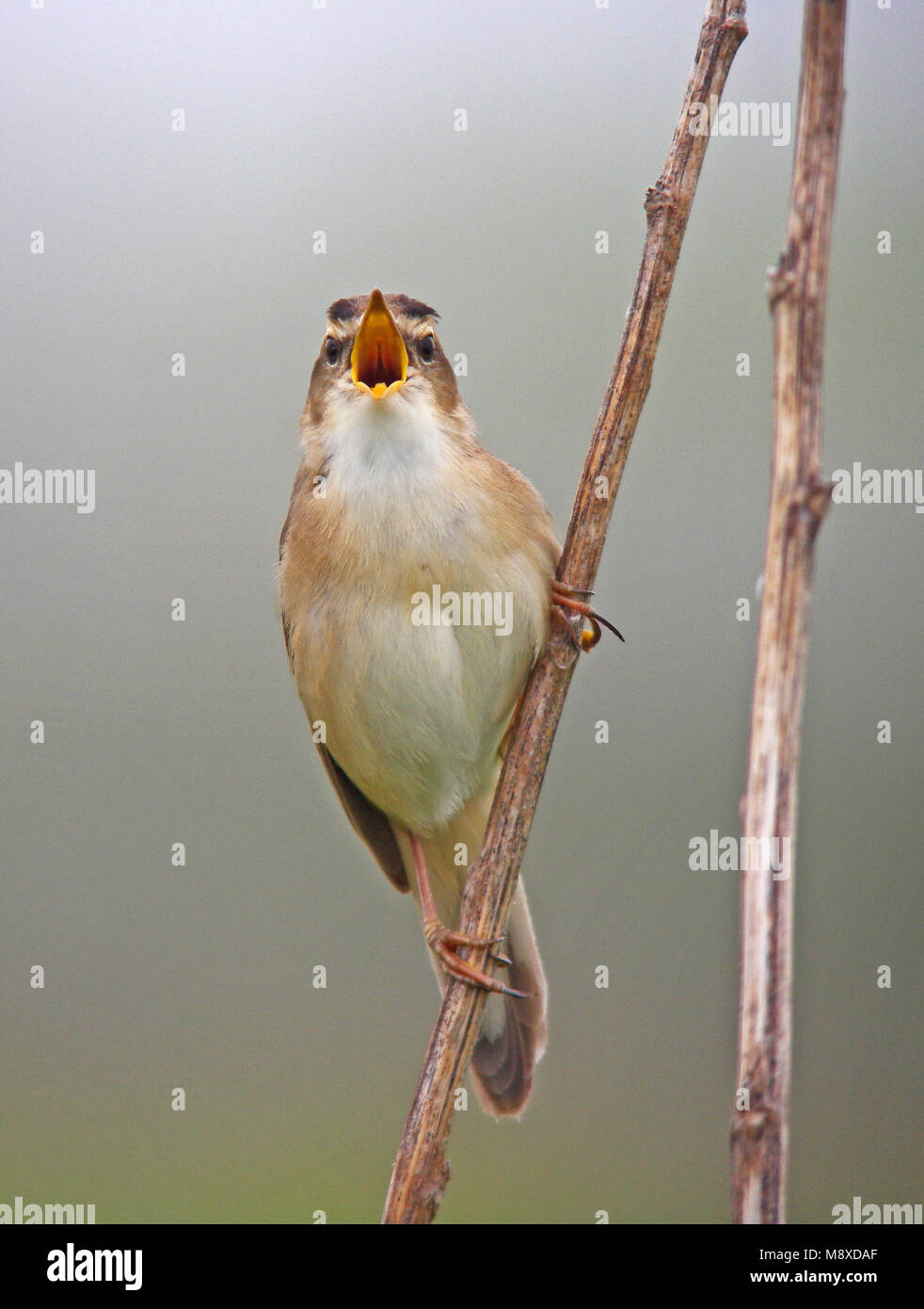 Zingend in riet hi-res stock photography and images - Alamy