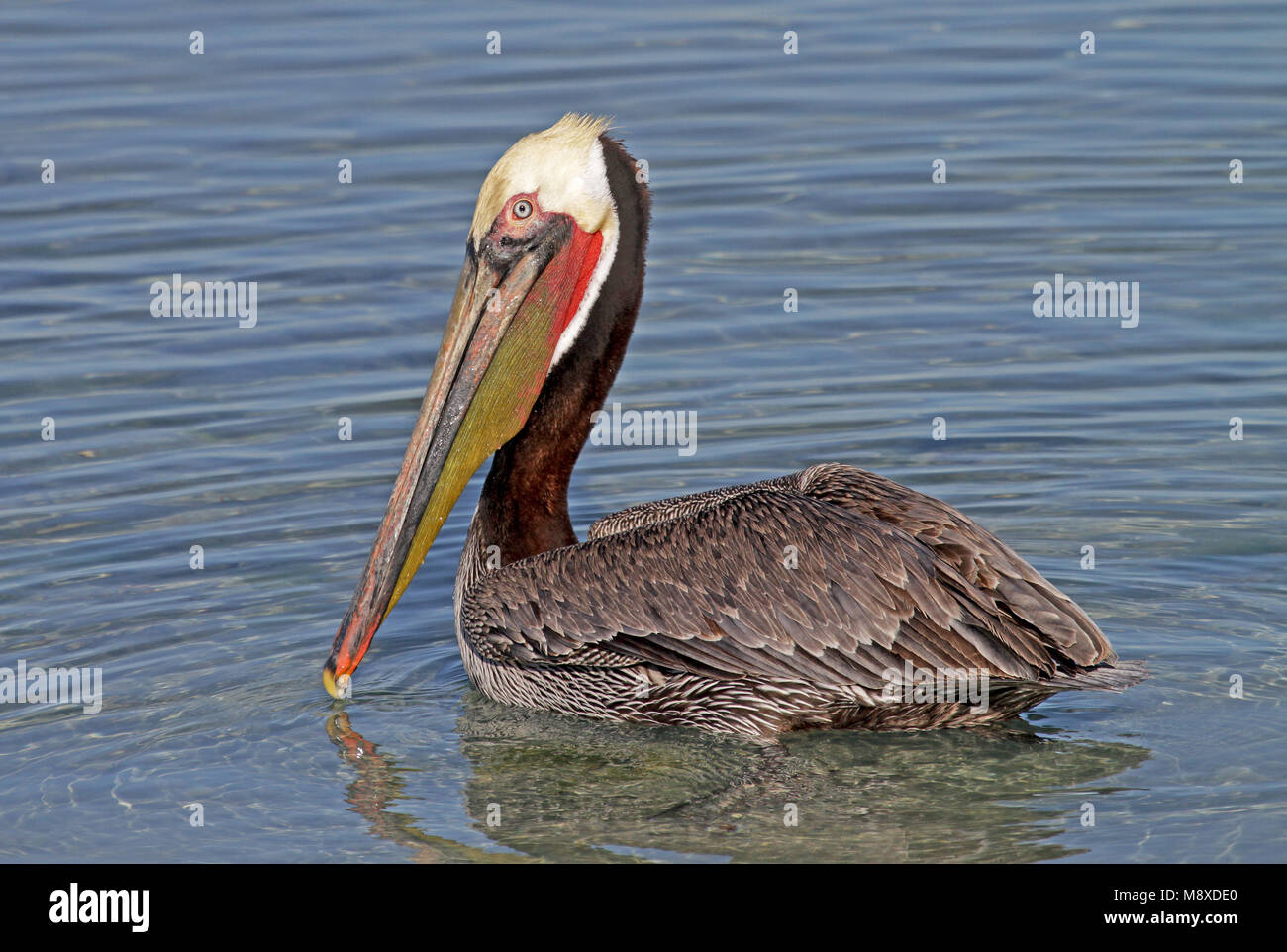 Bruine Pelikaan, Brown Pelican, Pelecanus occidentalis Stock Photo - Alamy