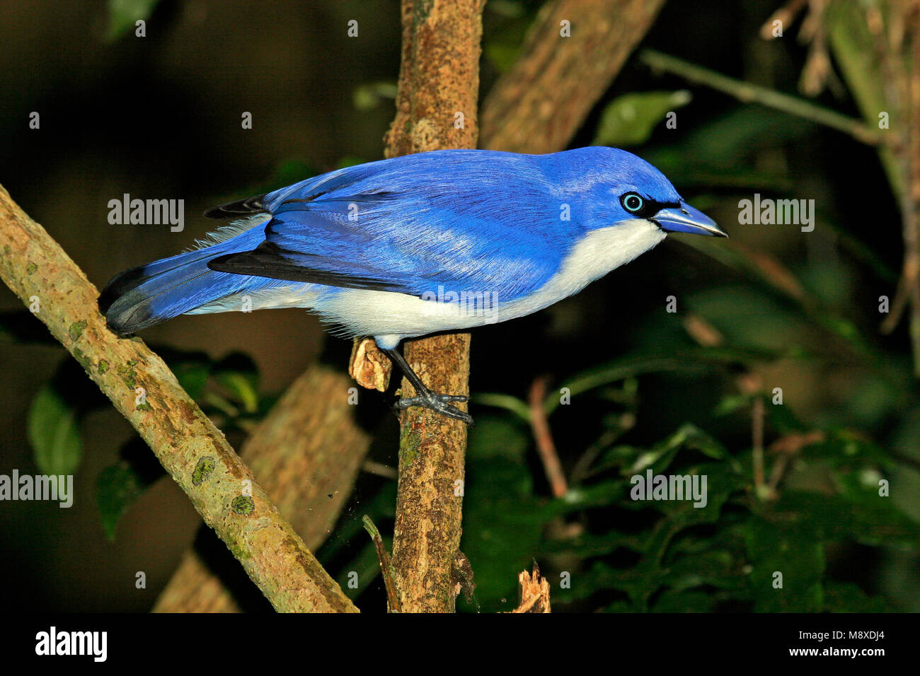 Blauwe Vanga Comoro), Blue Vanga, Cyanolanius madagascarinus ssp Comoro ...