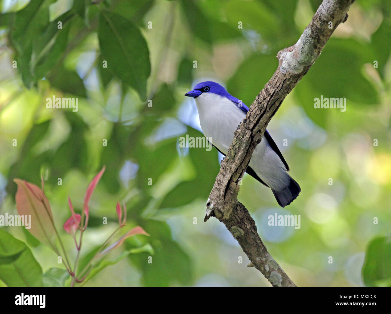 Blue vanga bird hi-res stock photography and images - Alamy
