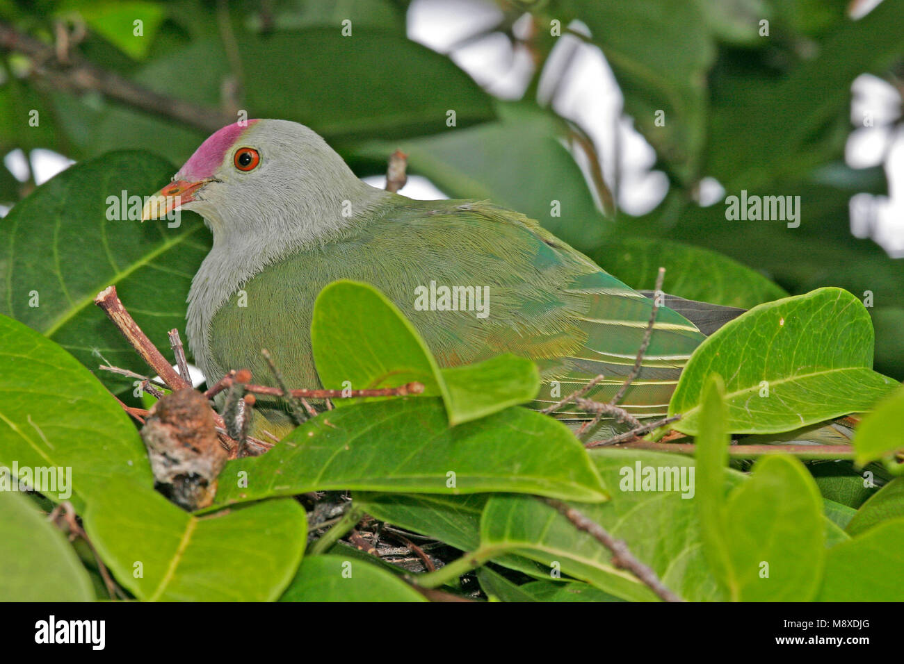 Ptilinopus rarotongensis hi-res stock photography and images - Alamy