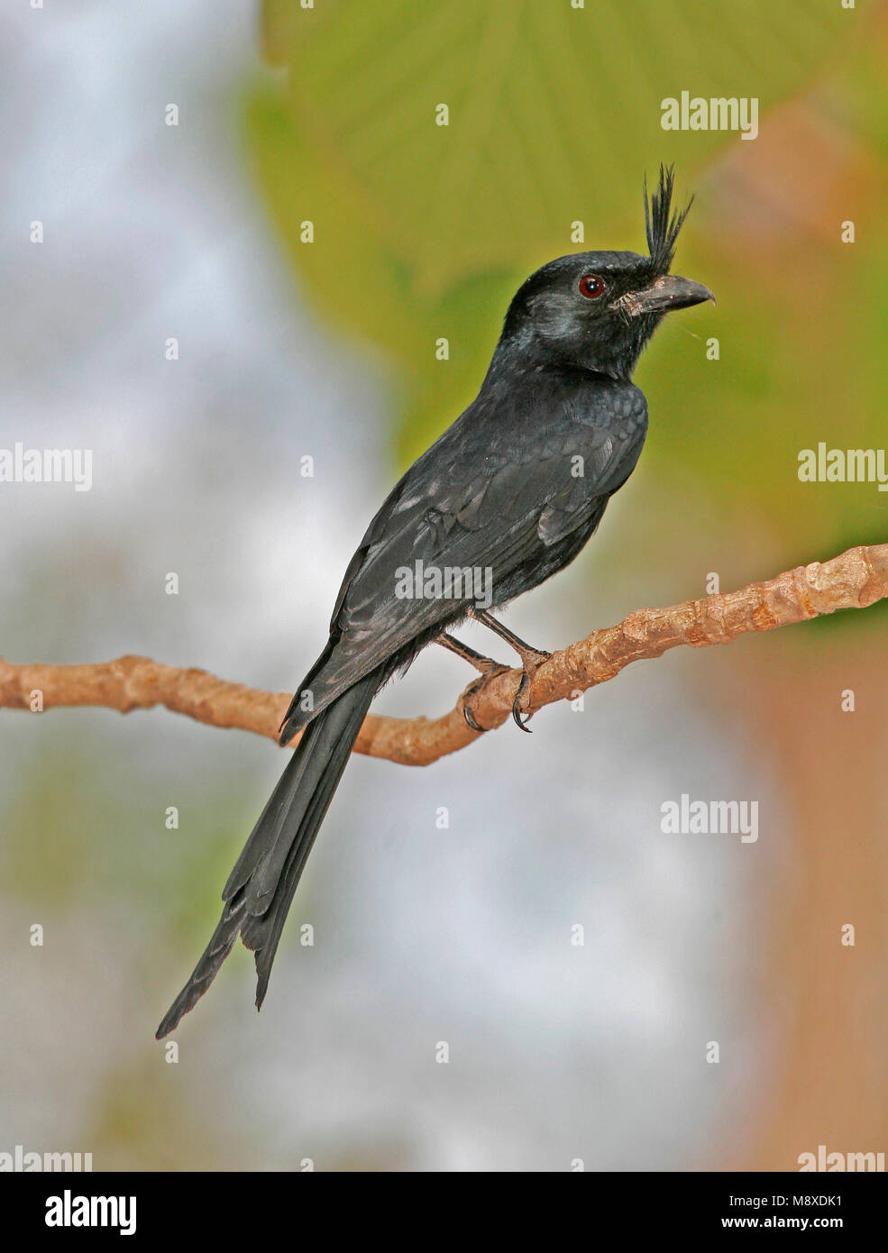Kuifdrongo, Crested drongo, Dicrurus forficatus Stock Photo - Alamy