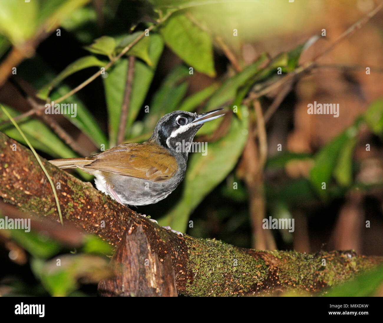 Crossleys hi-res stock photography and images - Alamy