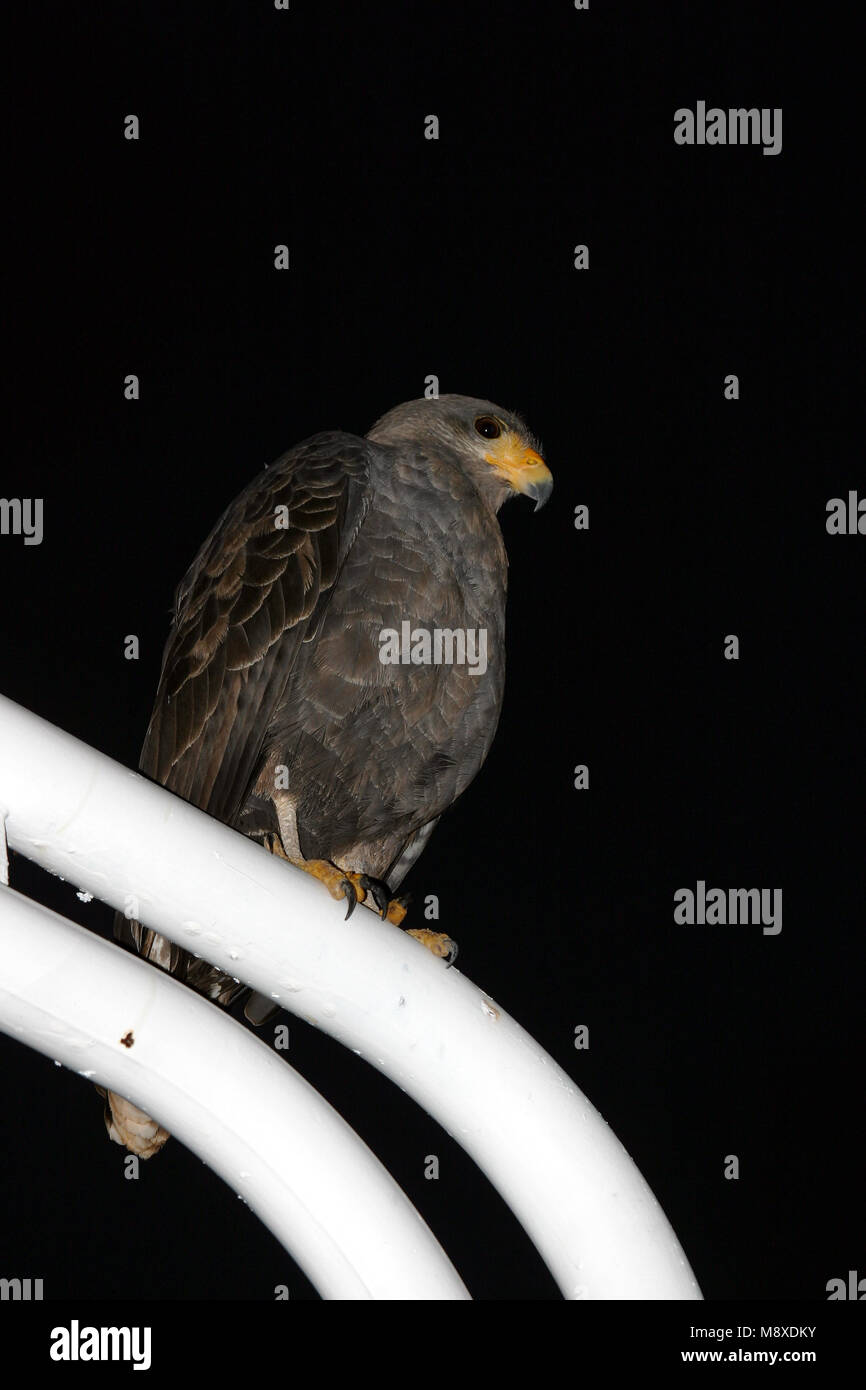 Cubaanse Zwarte Buizerd, Cuban Black-Hawk, Buteogallus gundlachii Stock ...