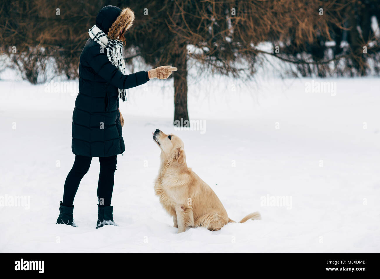 Picture of woman with labrador on walk in winter park Stock Photo - Alamy