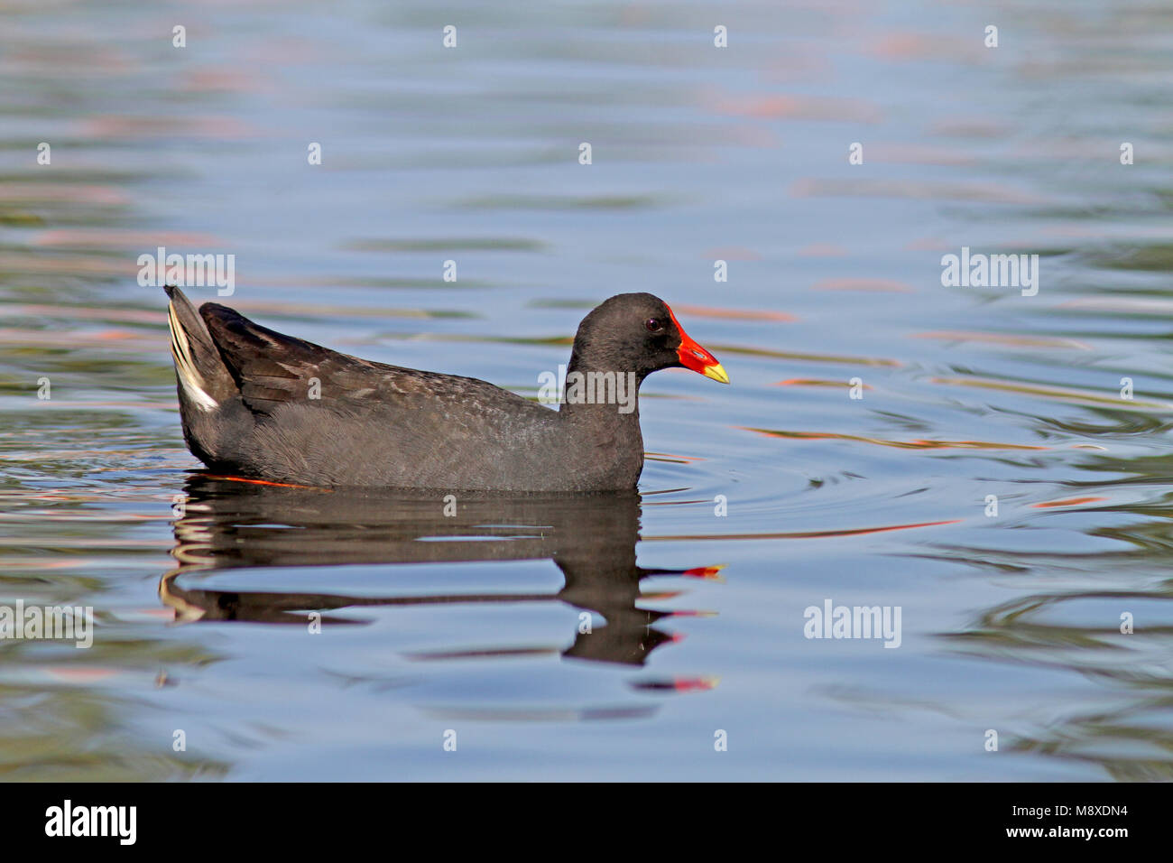 Zwart waterhoen hi-res stock photography and images - Alamy