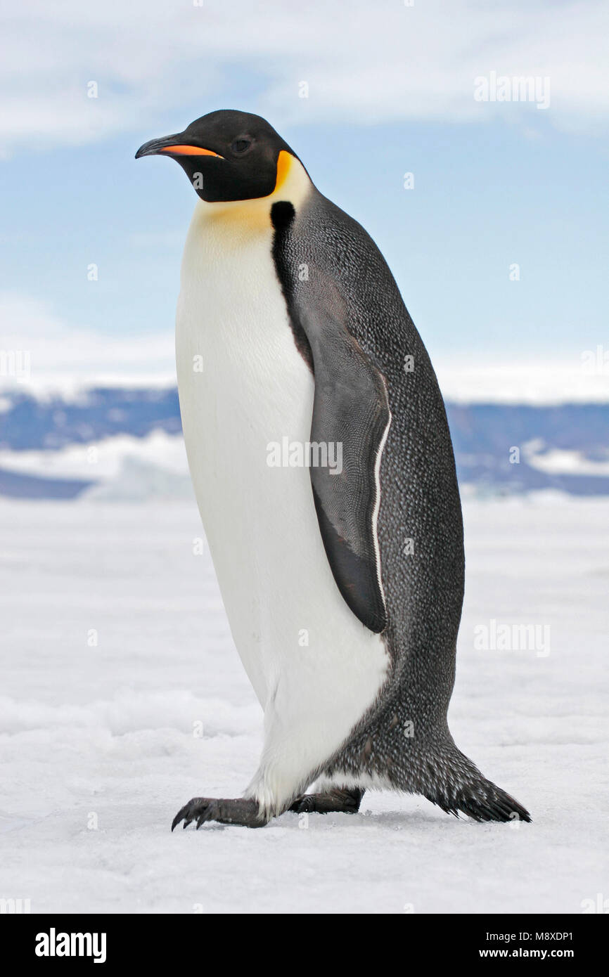 Emperor Penguin High Resolution Stock Photography and Images - Alamy