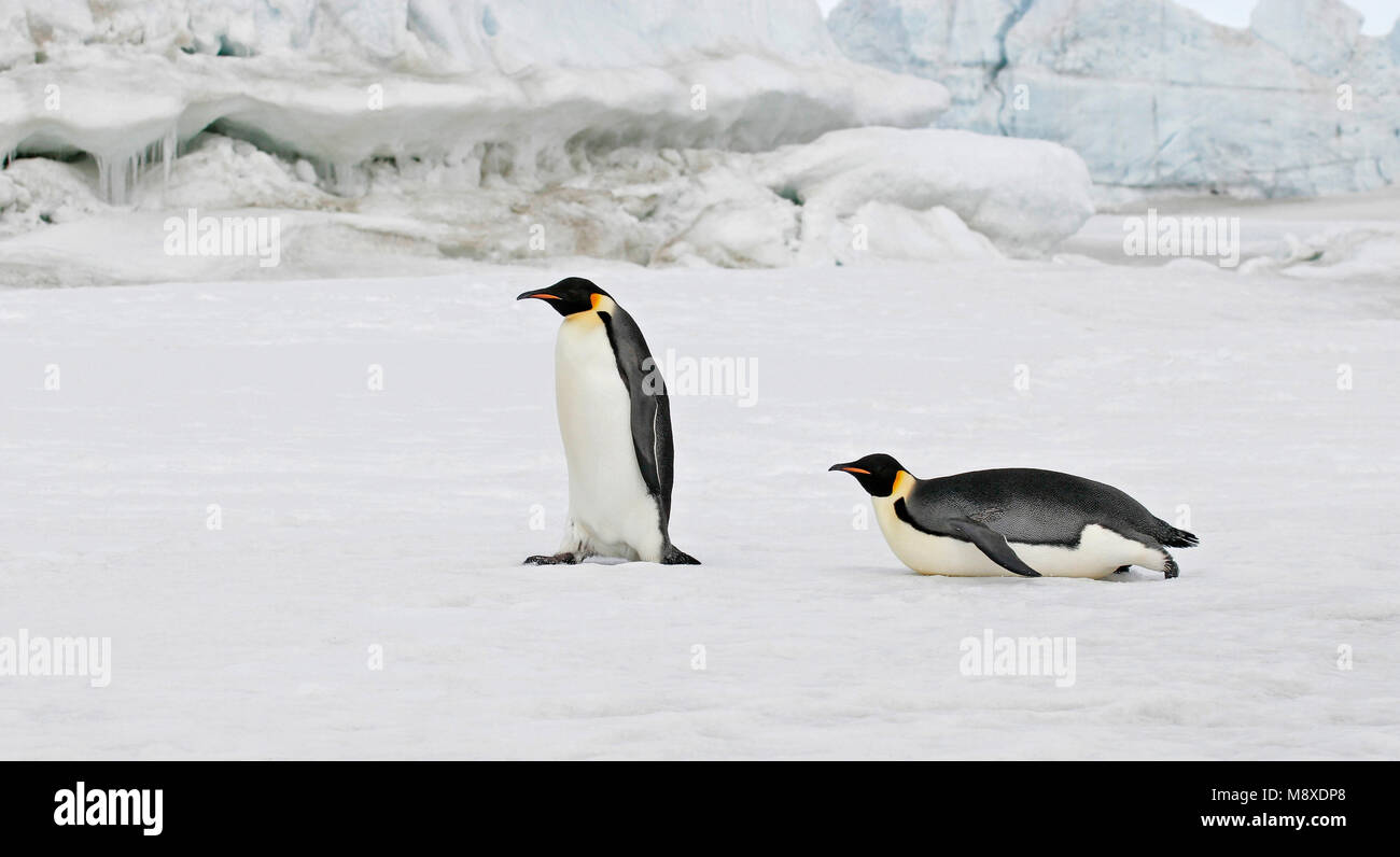 keizerspinguïn; Emperor Penguin Stock Photo - Alamy