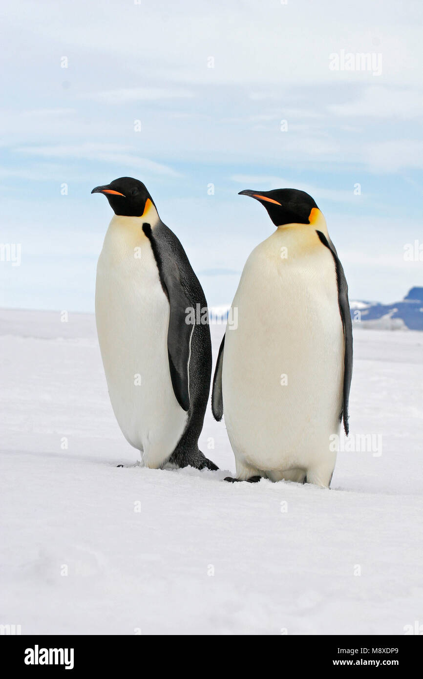 Antarctica an emperor penguin hi-res stock photography and images - Alamy