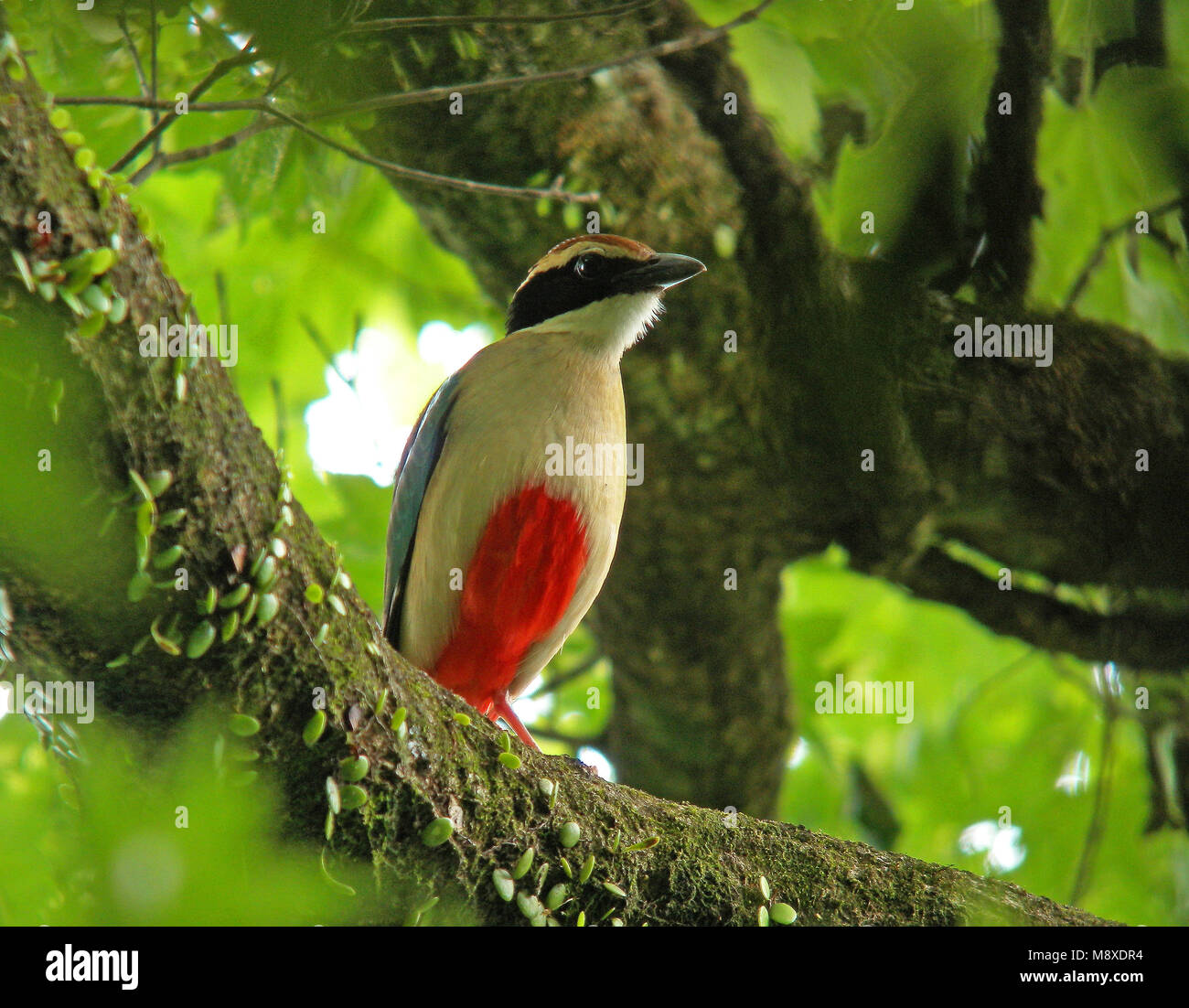 Chinese pitta hi-res stock photography and images - Alamy