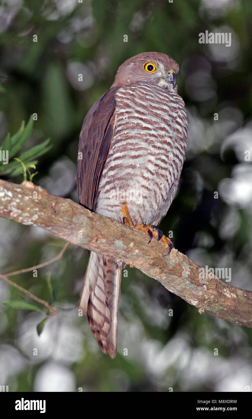 Madagaskarshikra, Frances's sparrowhawk, Accipiter francesiae Stock ...