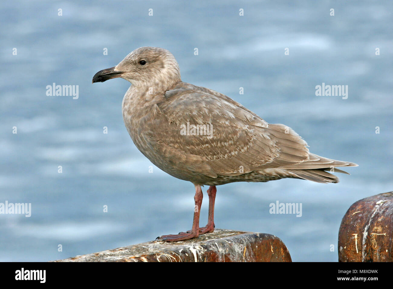 Glaucous Gull Immature