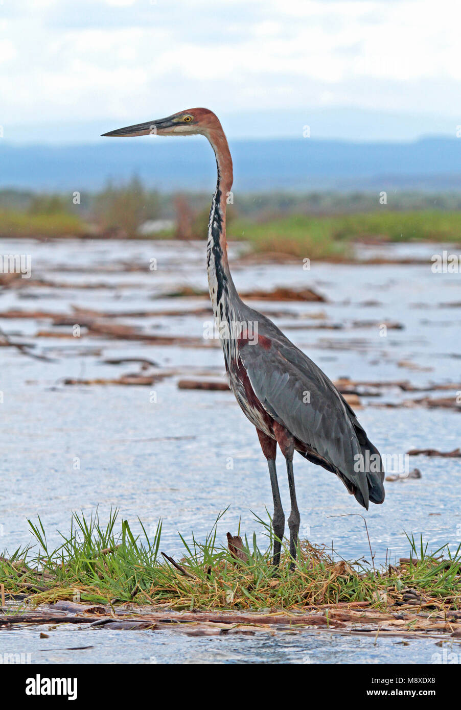 Reuzenreiger, Goliath Heron Stock Photo - Alamy