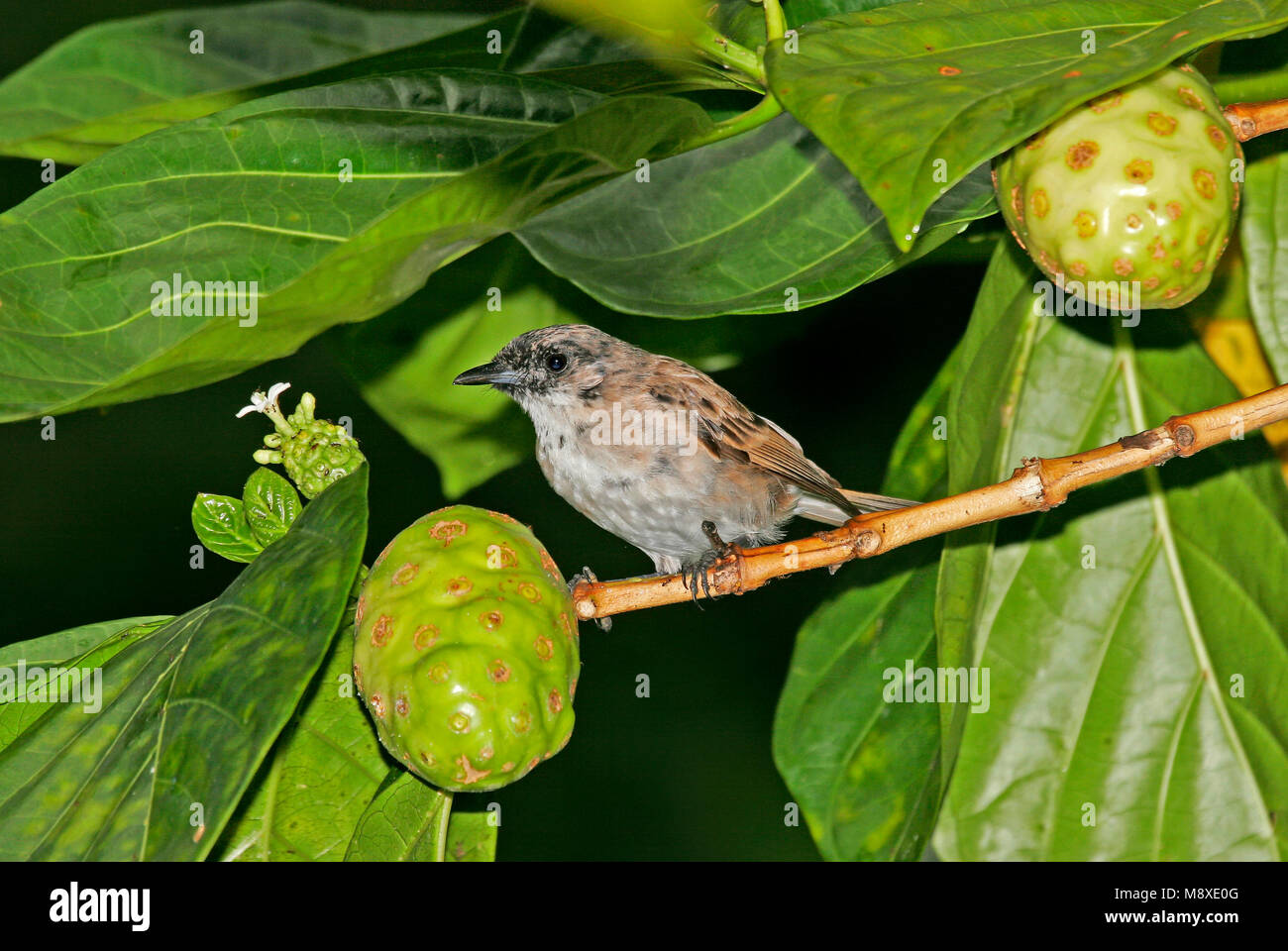 Pomarea pomarea hi-res stock photography and images - Alamy
